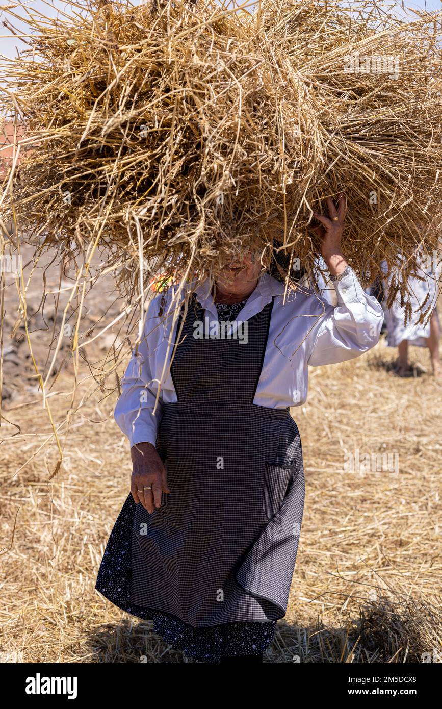 Woman carries a load of harvested corn on her head to the threshing ...