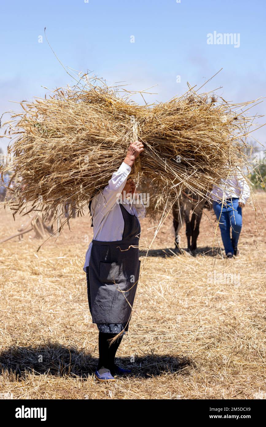 Woman carries a load of harvested corn on her head to the threshing ...