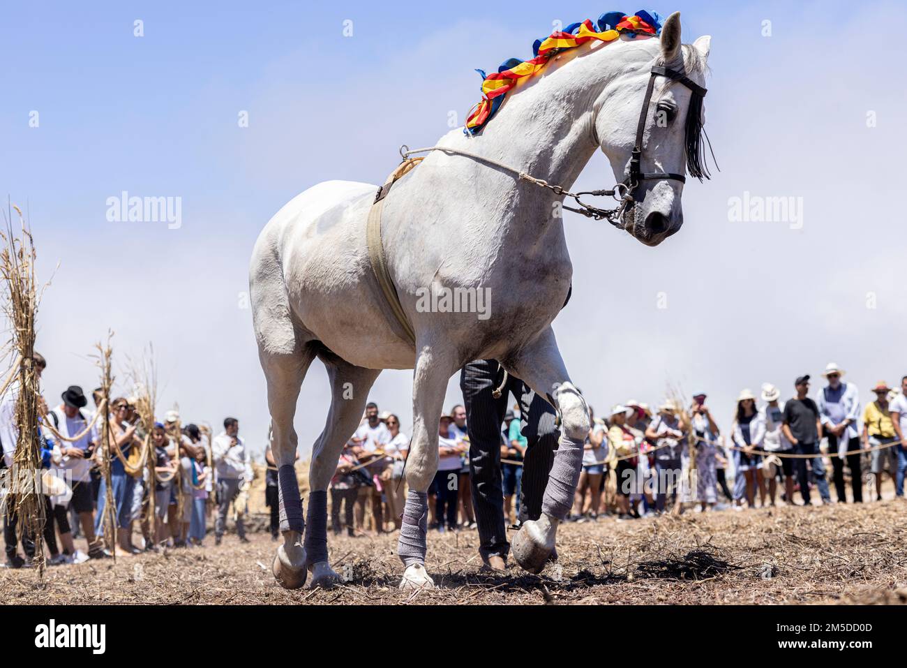 Andalucian horseman giving a display of traditional horsemanship and ...