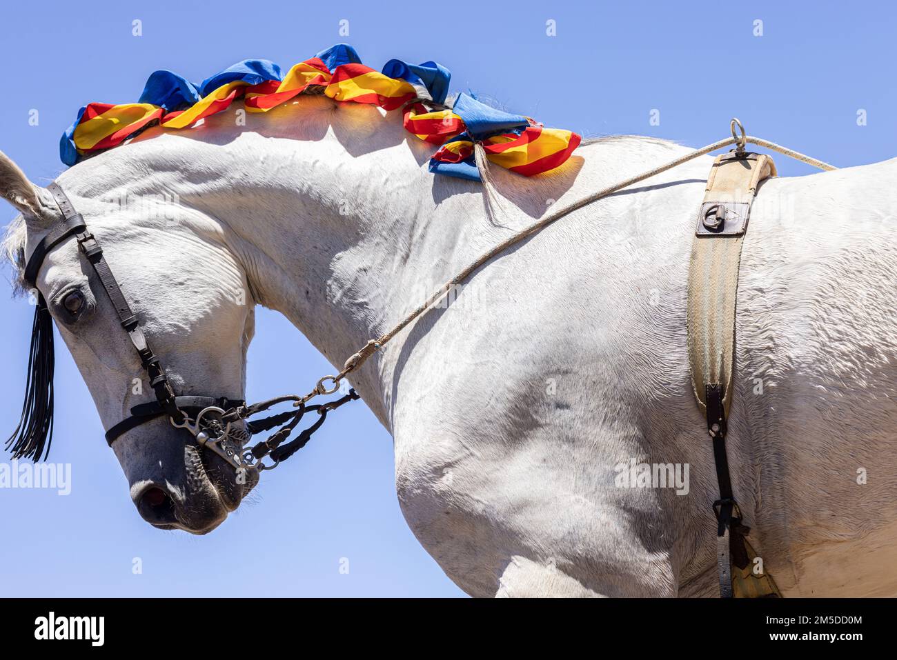 Andalucian horseman giving a display of traditional horsemanship and ...