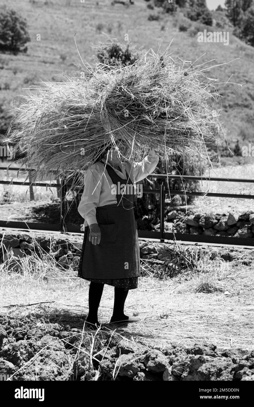 Woman carries a load of harvested corn on her head to the threshing ...