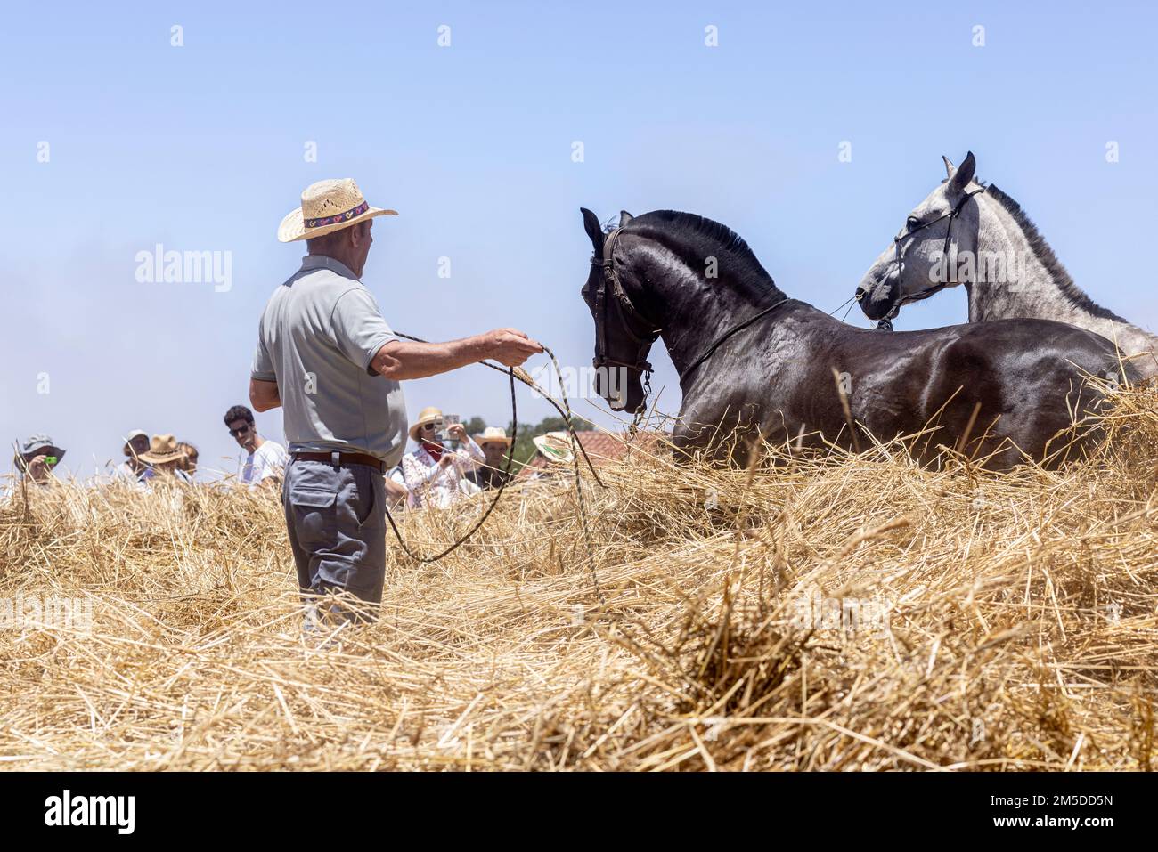 Using horses and mules to thresh the corn on the Era, threshaing circle ...