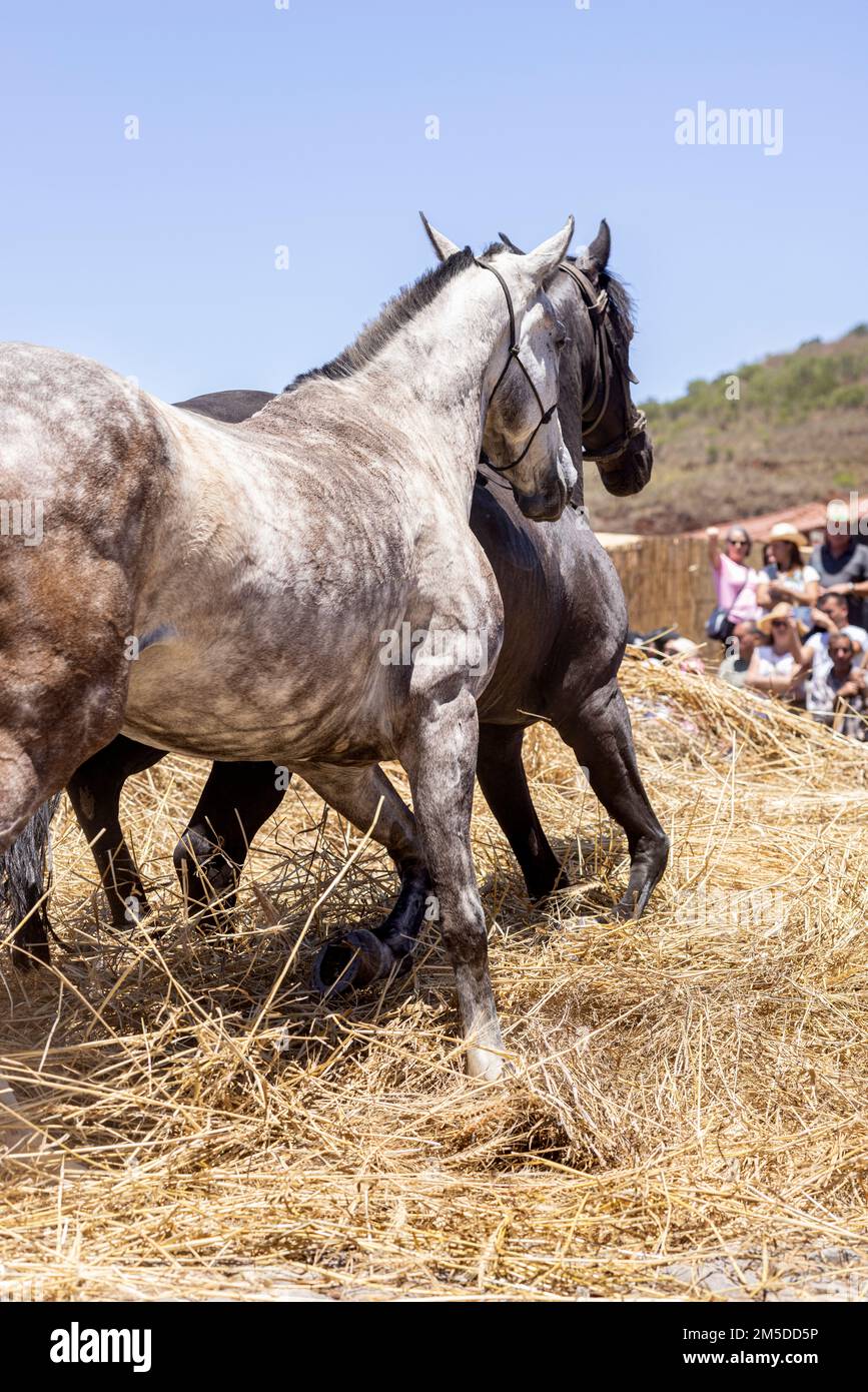 Using horses and mules to thresh the corn on the Era, threshaing circle ...