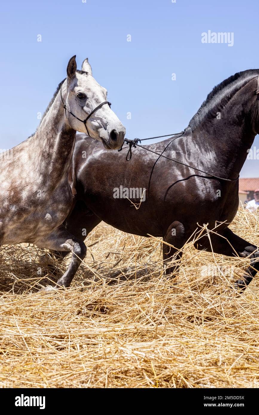Using horses and mules to thresh the corn on the Era, threshaing circle ...