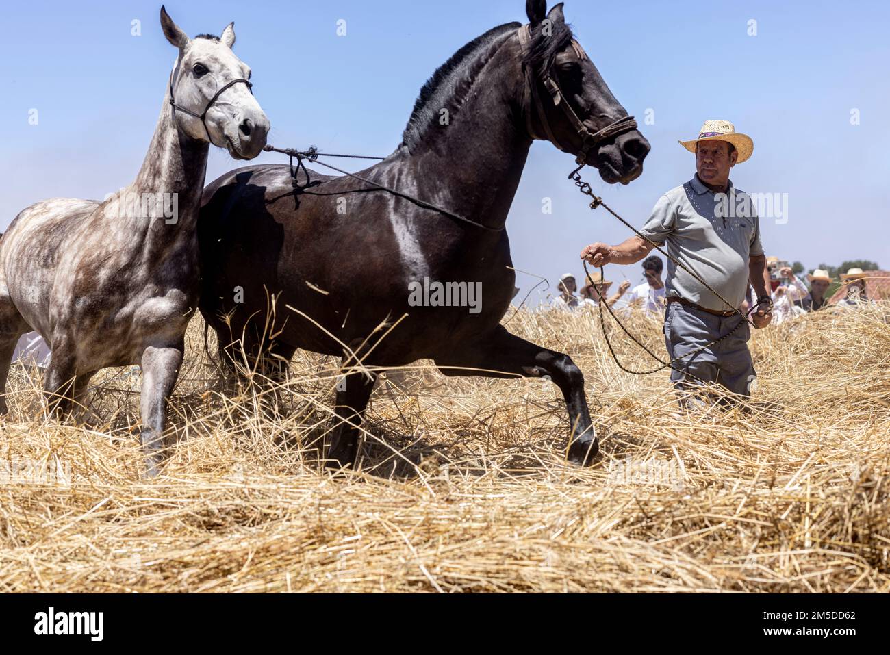 Using horses and mules to thresh the corn on the Era, threshaing circle ...