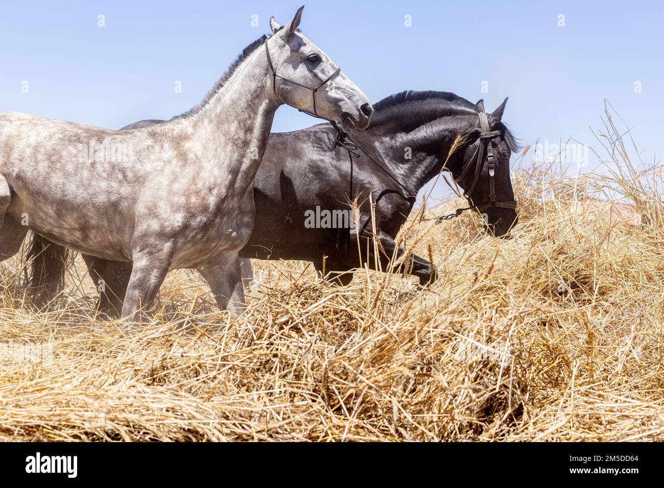Using horses and mules to thresh the corn on the Era, threshaing circle ...