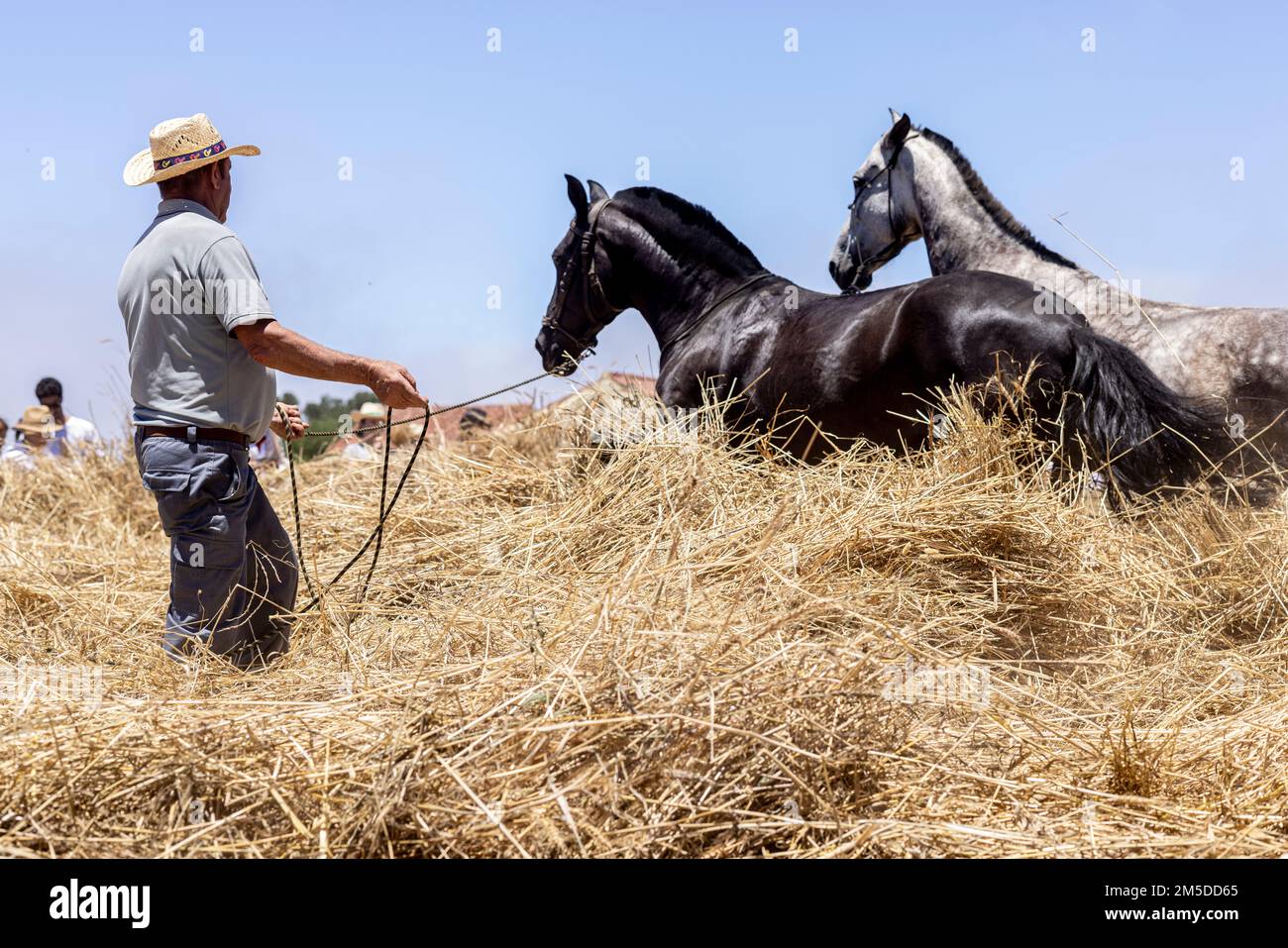 Using horses and mules to thresh the corn on the Era, threshaing circle ...