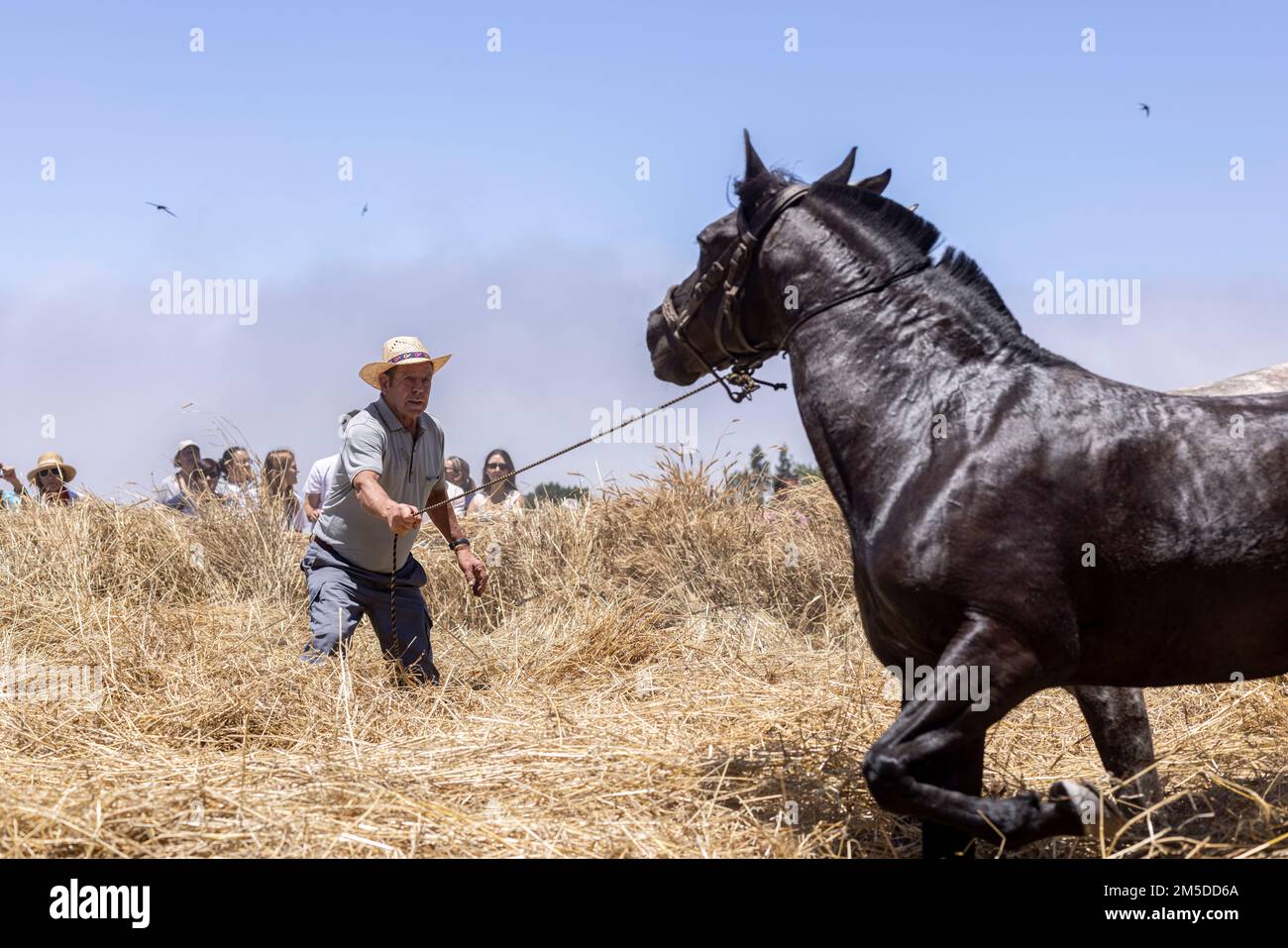 Using horses and mules to thresh the corn on the Era, threshaing circle ...
