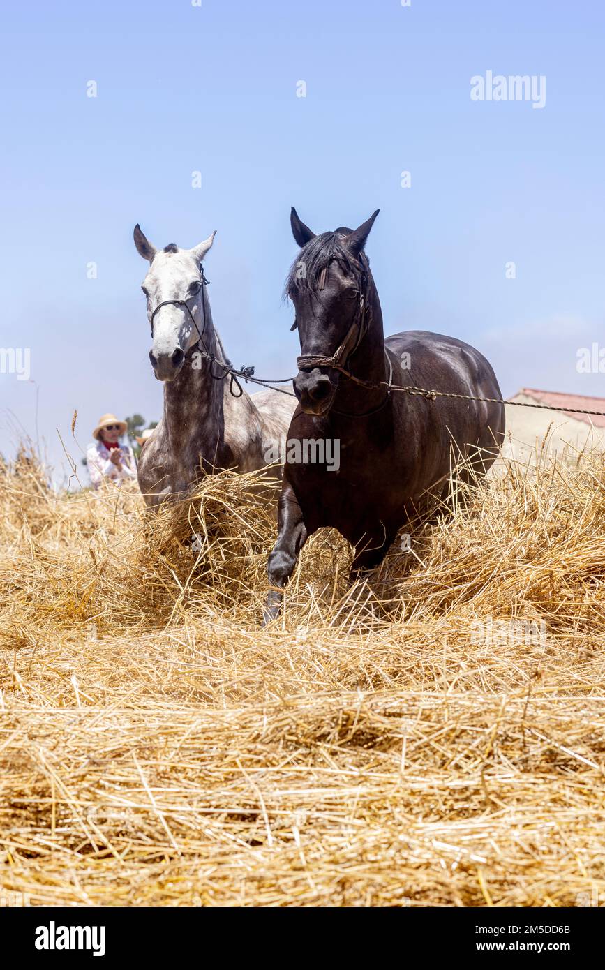Using horses and mules to thresh the corn on the Era, threshaing circle ...