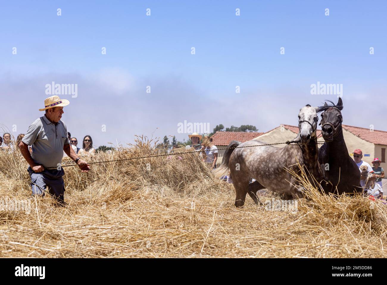 Using horses and mules to thresh the corn on the Era, threshaing circle ...