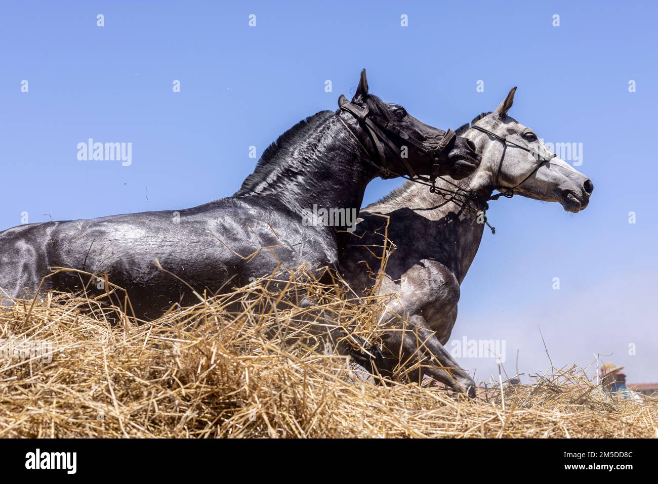 Using horses and mules to thresh the corn on the Era, threshaing circle ...