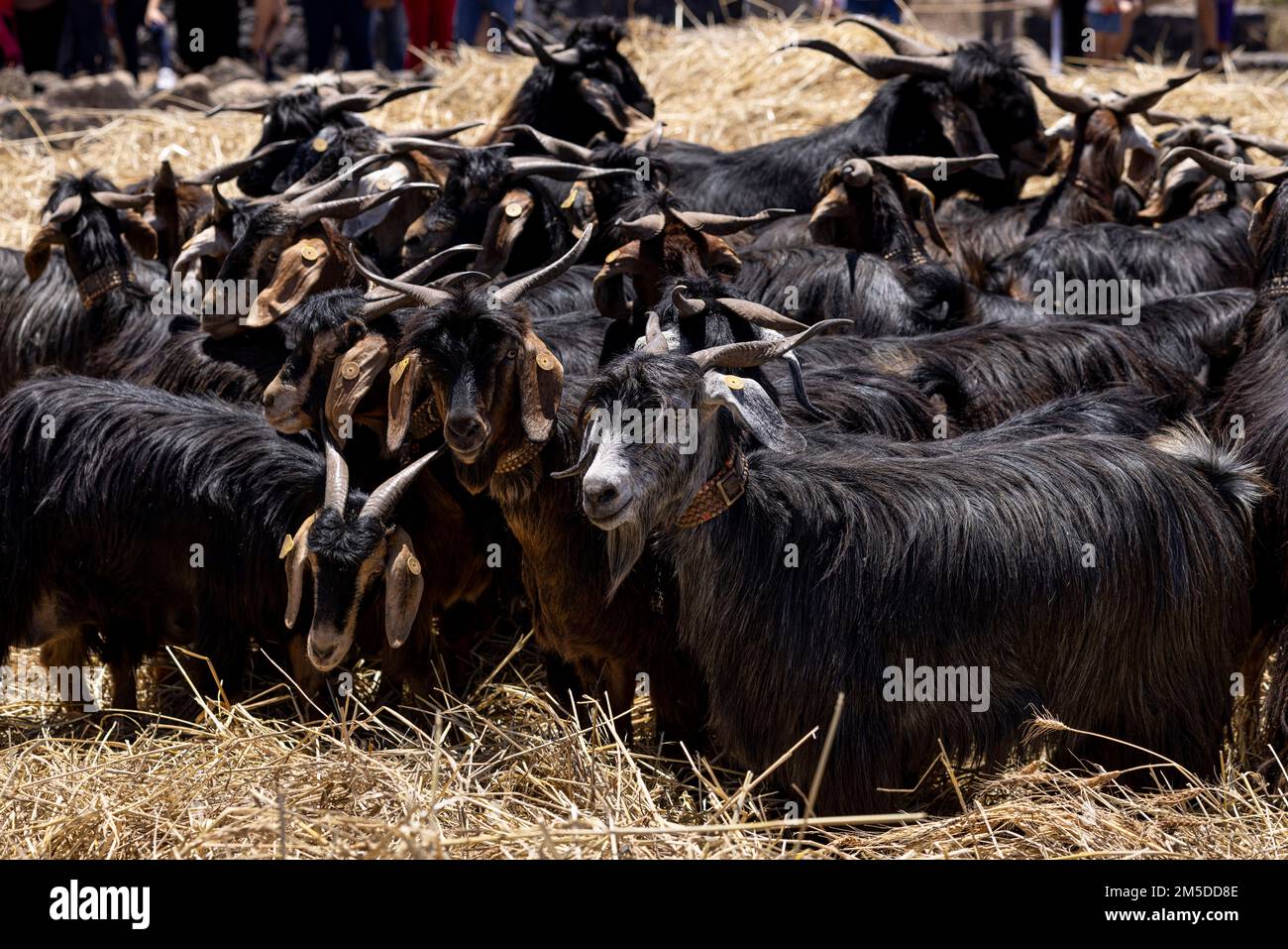 Goats on display at the threshing day, Dia de la trilla at the Ecomuseo ...