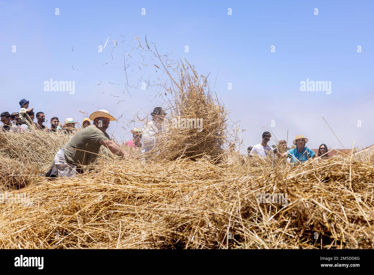 Men and women tossing the harvested corn on the threshing circle in ...