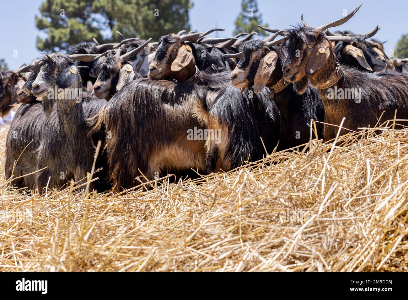 Goats on display at the threshing day, Dia de la trilla at the Ecomuseo ...