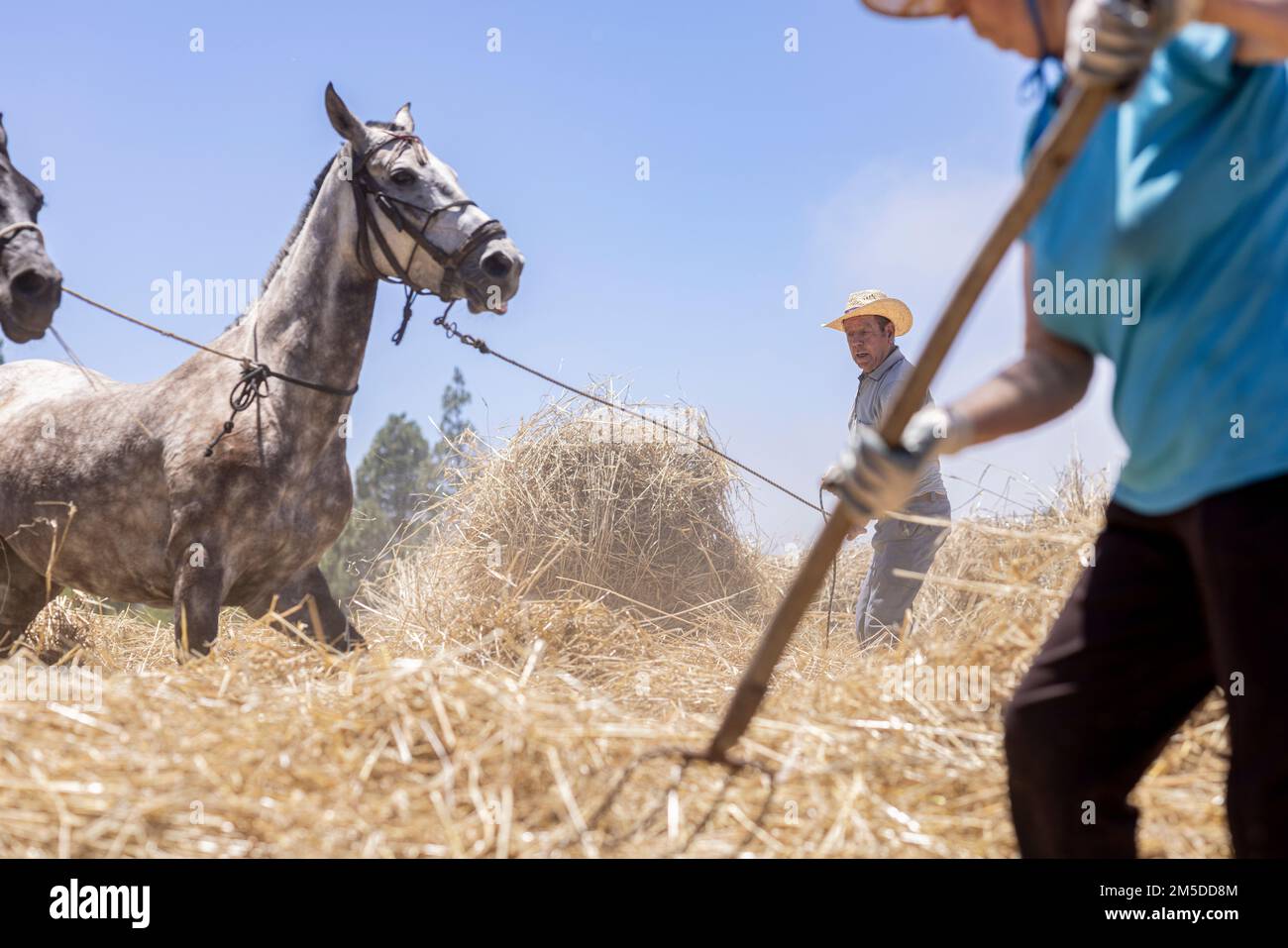 Using horses and mules to thresh the corn on the Era, threshaing circle ...