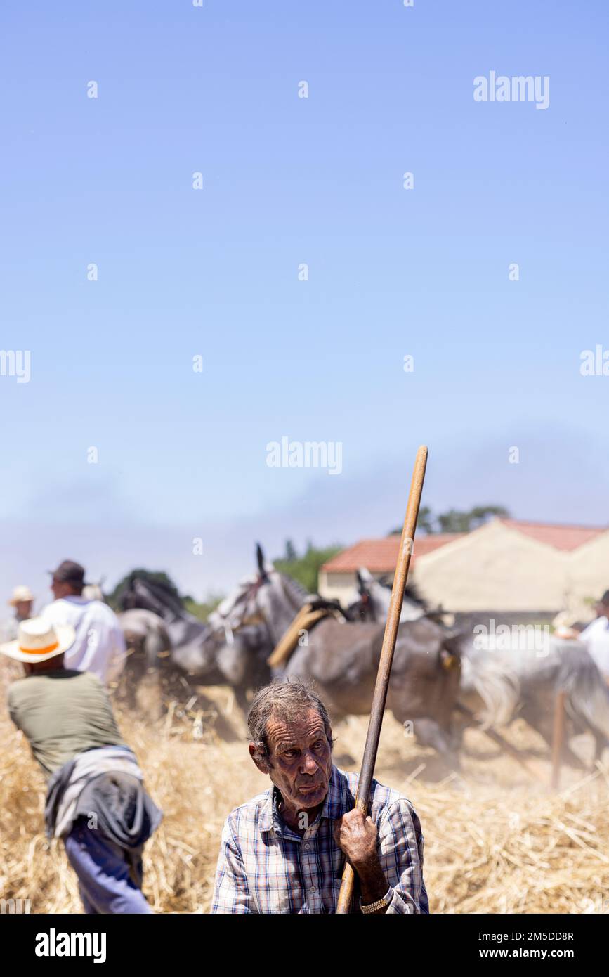 Portrait of a retired shepherd with his pole at the threshing day, Dia ...