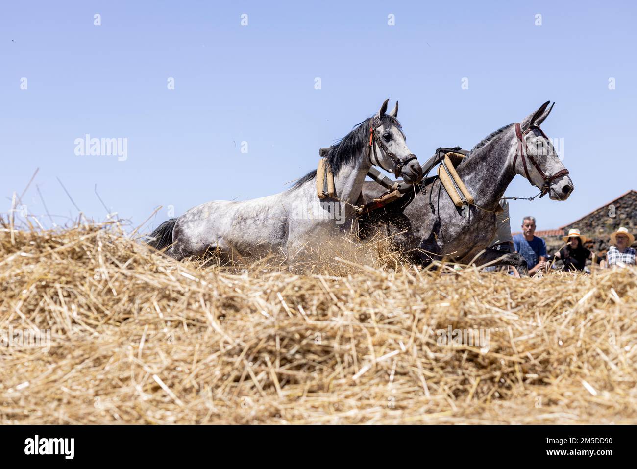 Using horses and mules to thresh the corn on the Era, threshaing circle ...