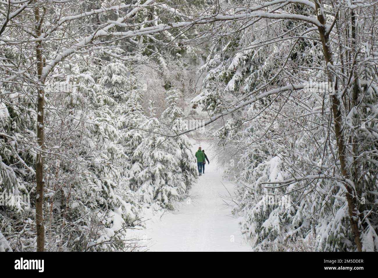 Zella Mehlis, Germany. 09th Dec, 2022. Hikers are walking on a snow ...