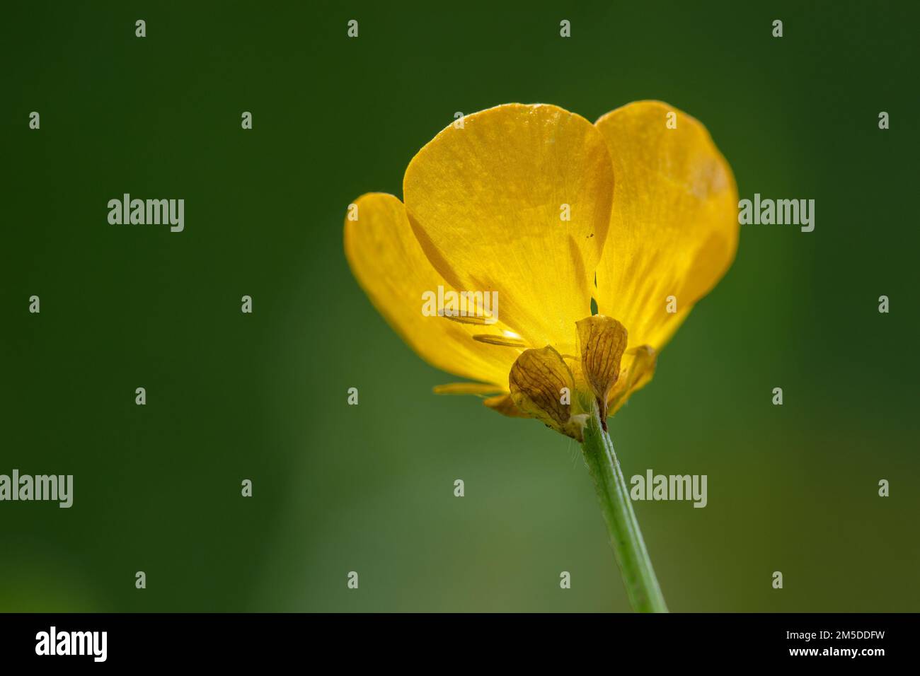 Creeping Buttercup, (Ranunculus repens), flowerhead, Warwickshire ...