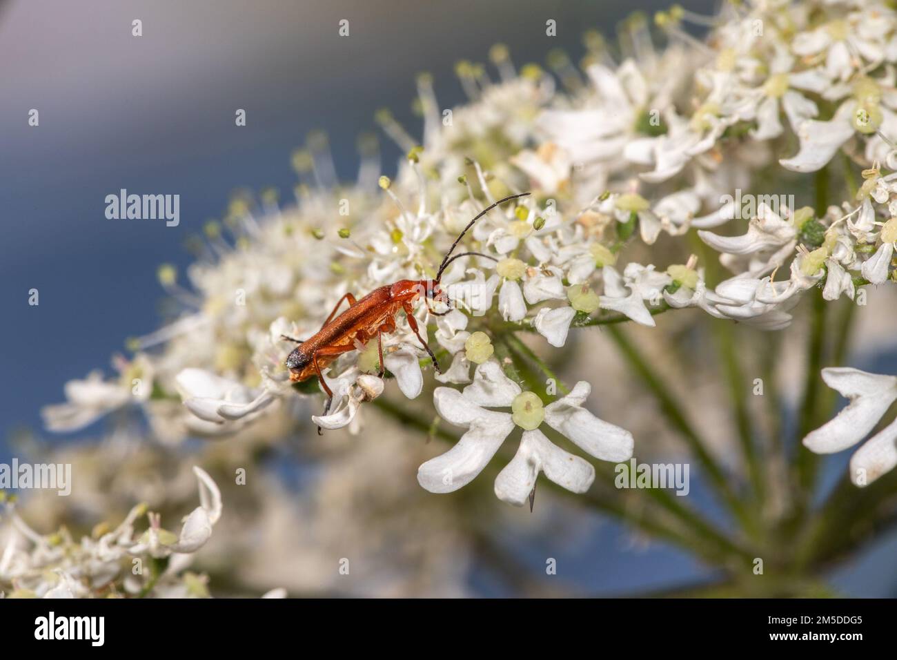 Common Red Soldier Beetle (Rhagonycha fulva), adult on Hogweed ...