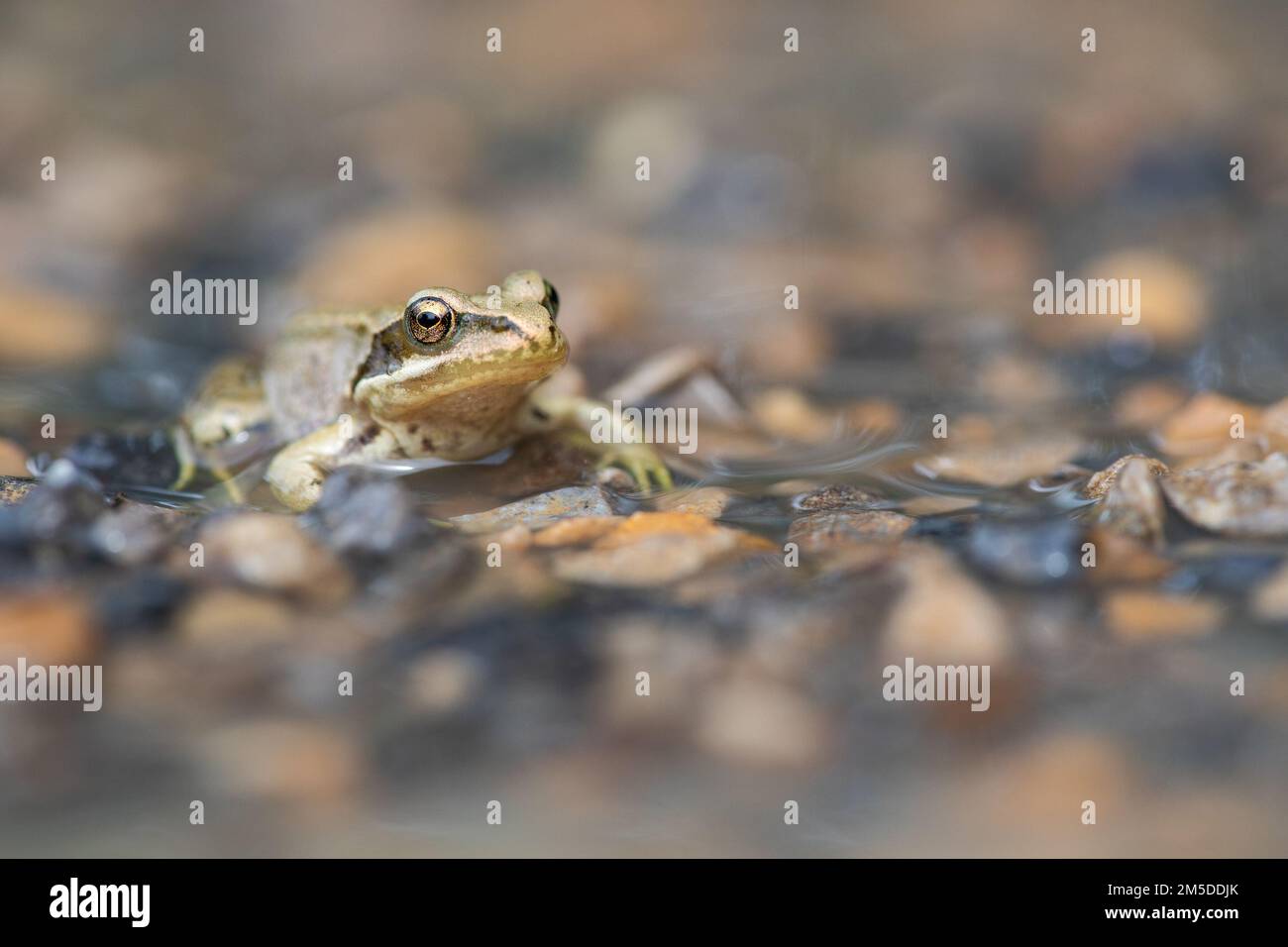 Common Frog (Froglet) (Rana temporaria), resting in shallows of garden ...