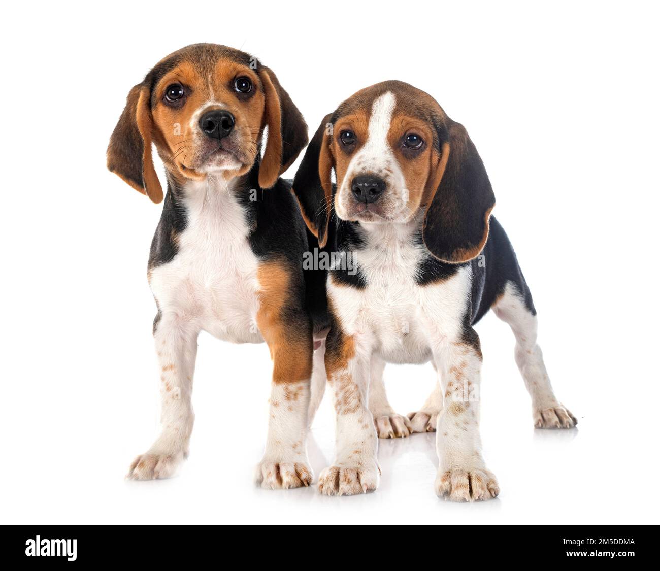 young beagles in front of white background Stock Photo - Alamy
