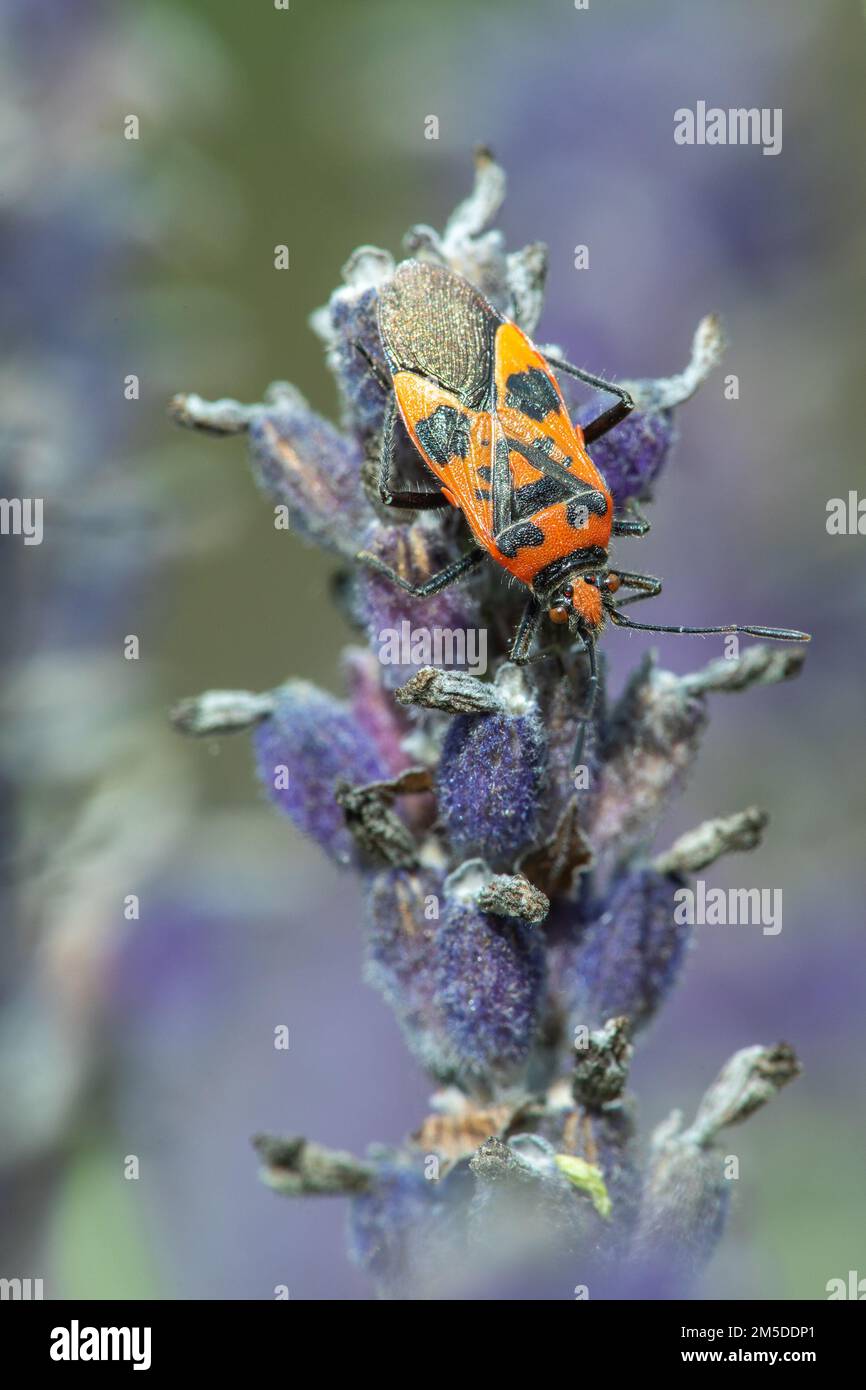 Red and black bug on lavender hi-res stock photography and images - Alamy