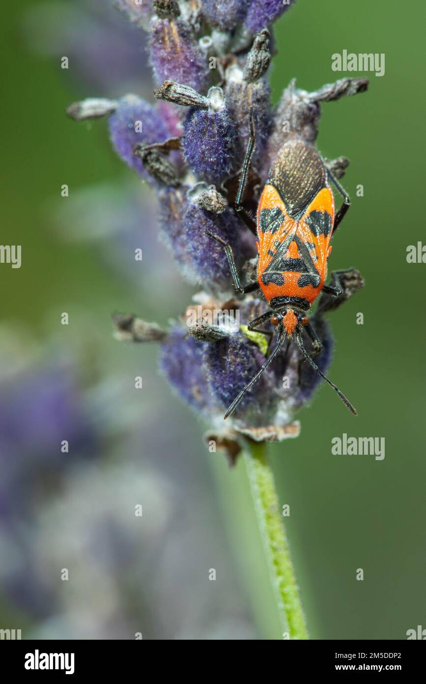 Black and Red Squash Bug / Cinnamon Bug (Corizus hyoscyami subs ...