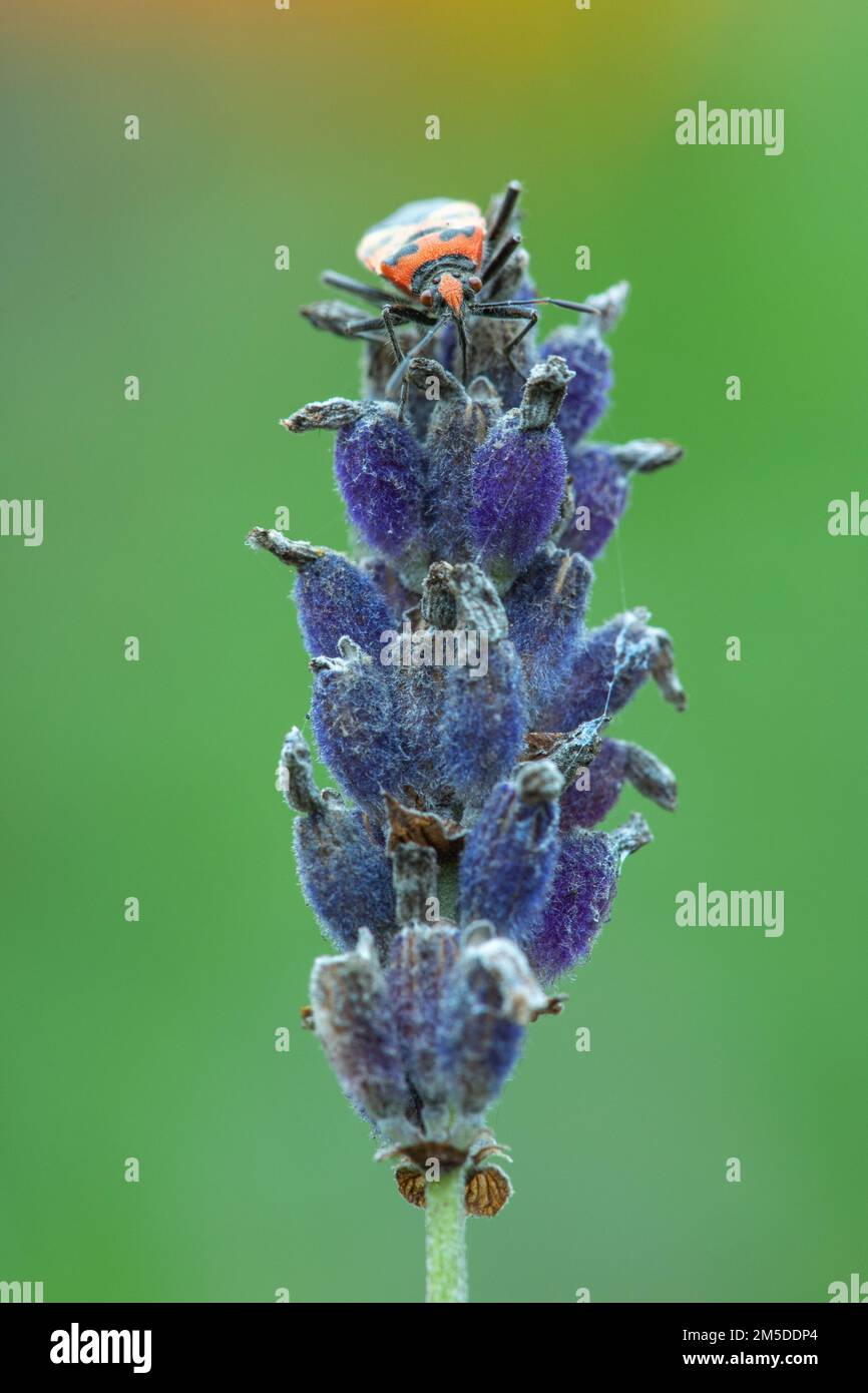 Black and Red Squash Bug / Cinnamon Bug (Corizus hyoscyami subs ...