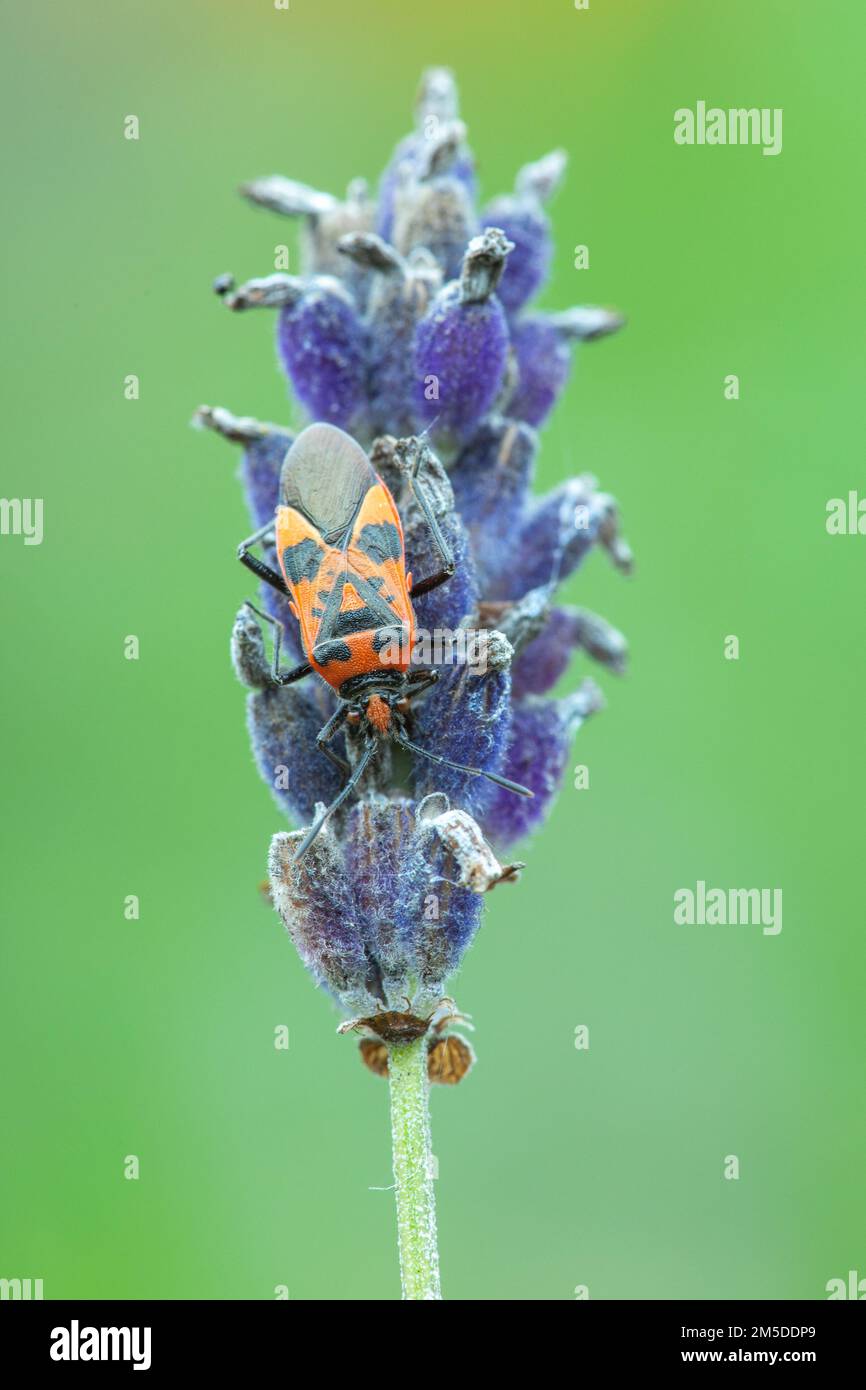 Black and Red Squash Bug / Cinnamon Bug (Corizus hyoscyami subs ...