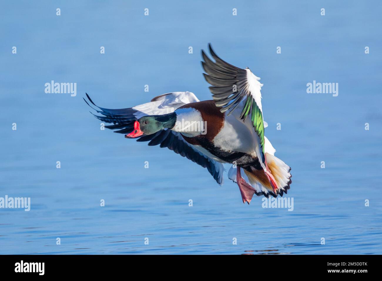 Common Shelduck, (Tadorna tadorna), adult male, in flight landing on ...