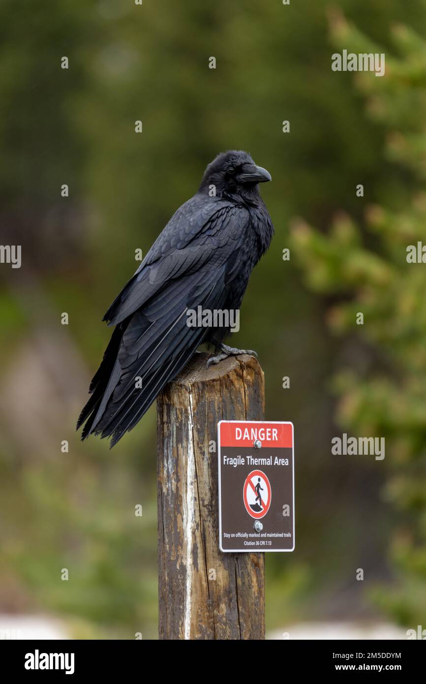 A vertical selective focus shot of a black crow perched on a wooden ...