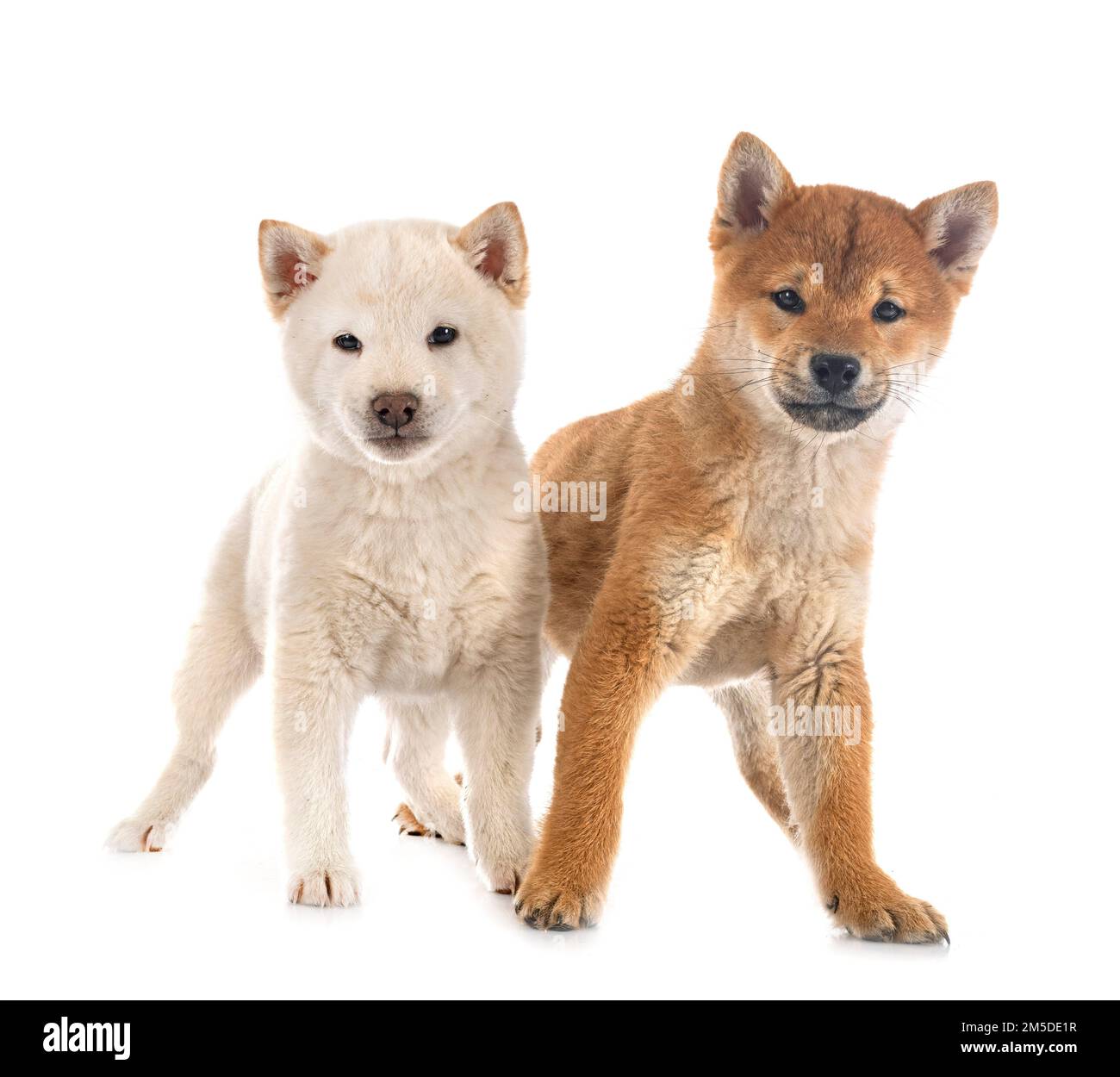 young shiba inus in front of white background Stock Photo - Alamy