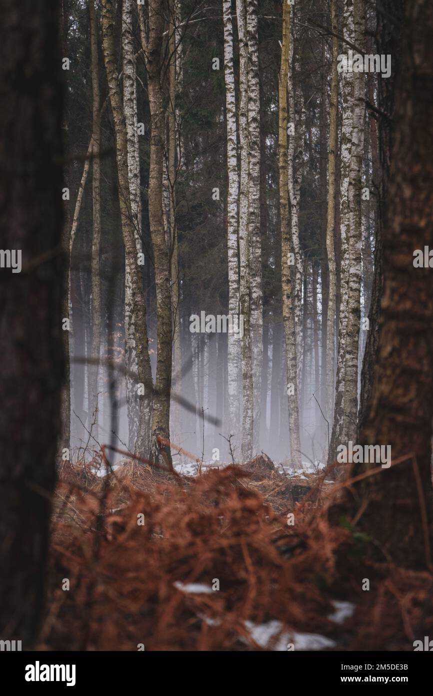 Tall thin pine trees hi-res stock photography and images - Alamy