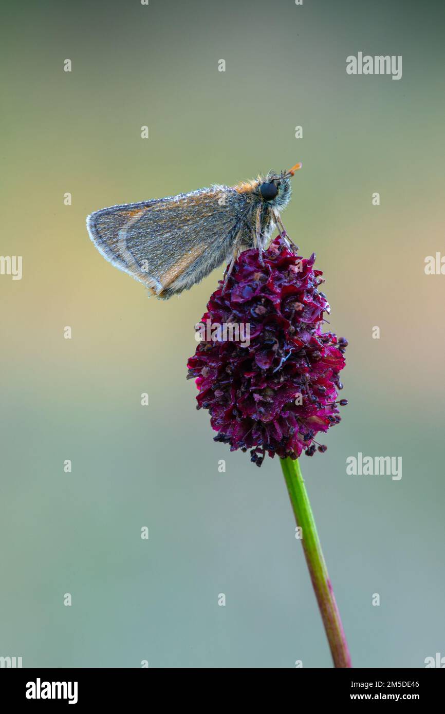 Small Skipper Butterfly,(Thymelicus sylvestris), adult roosting on ...