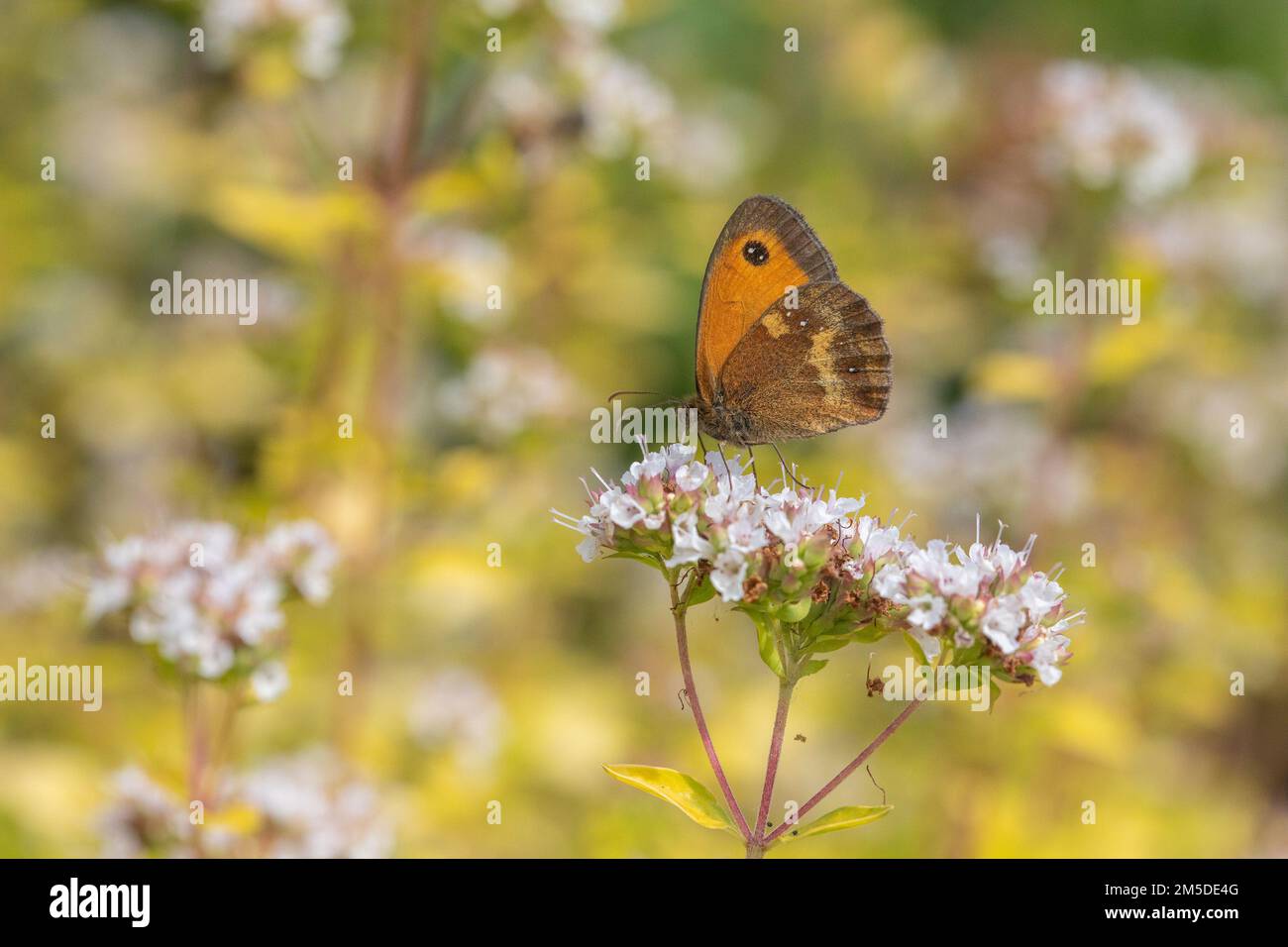 Gatekeeper / Hedge-brown Butterfly, (Pyronia tithonus), adult nectaring ...