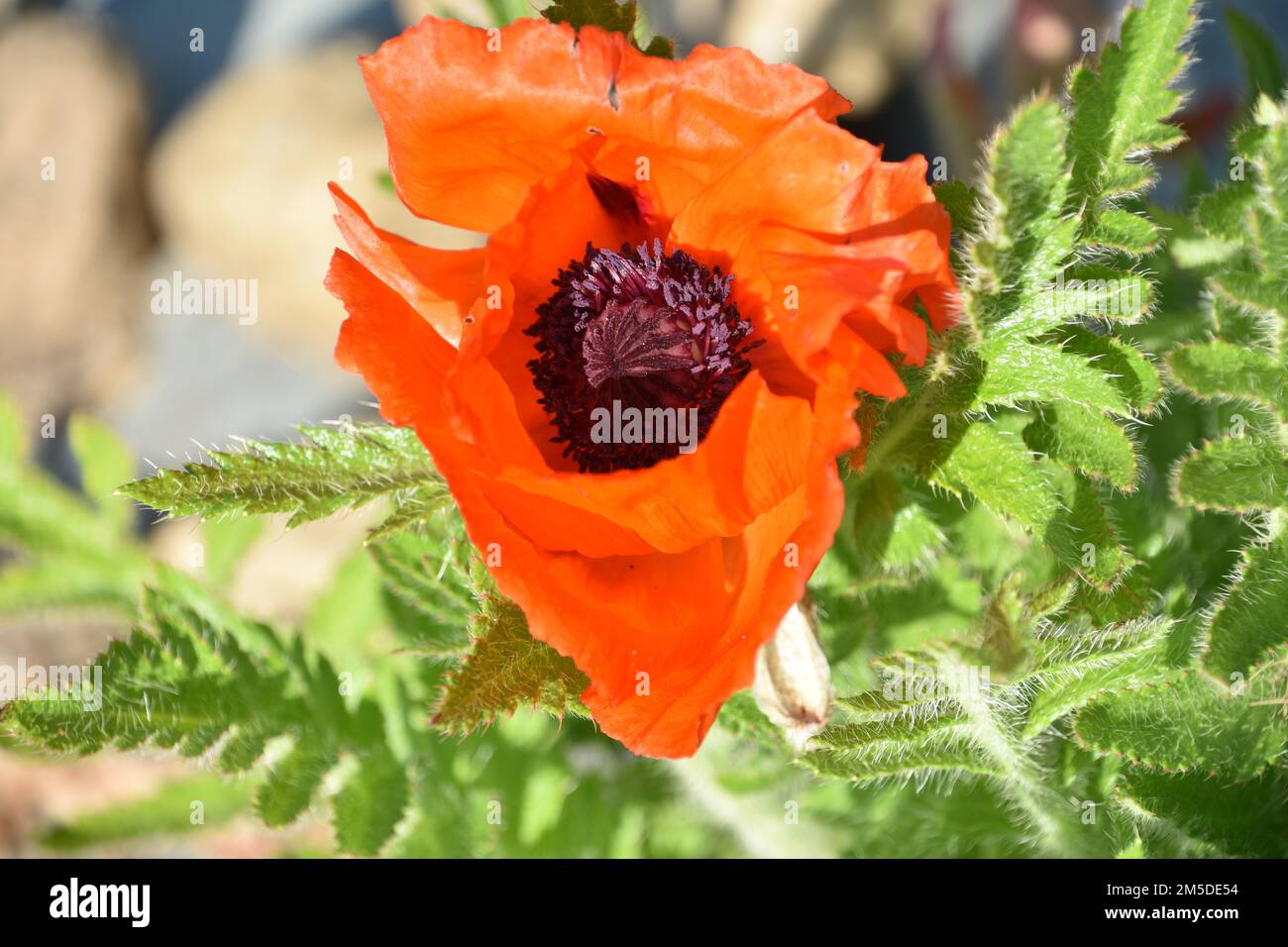 Stunning look into the center of an oriental poppy flower blossom ...