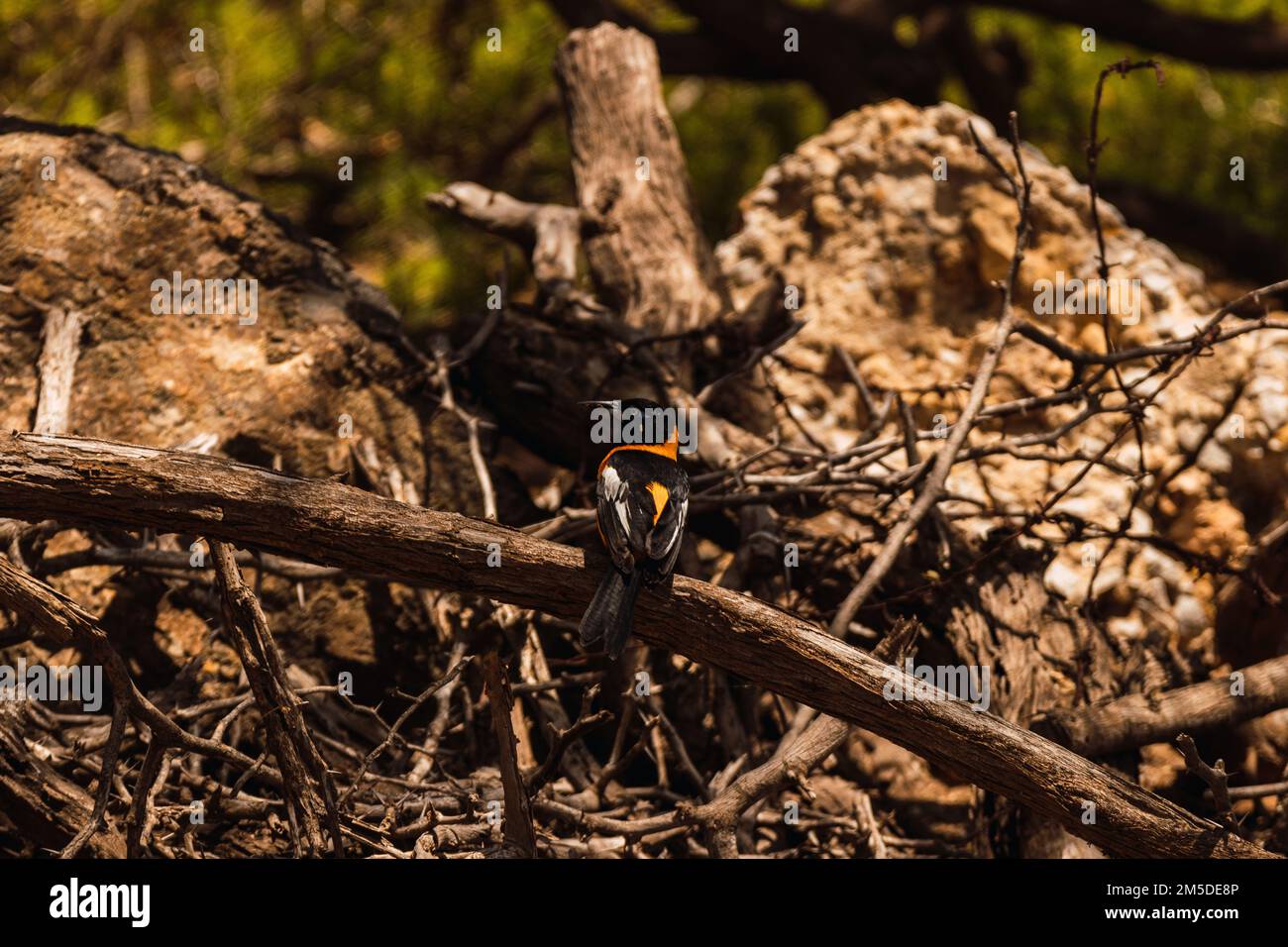A campo troupial in a forest perched on a wooden branch on a sunny day ...