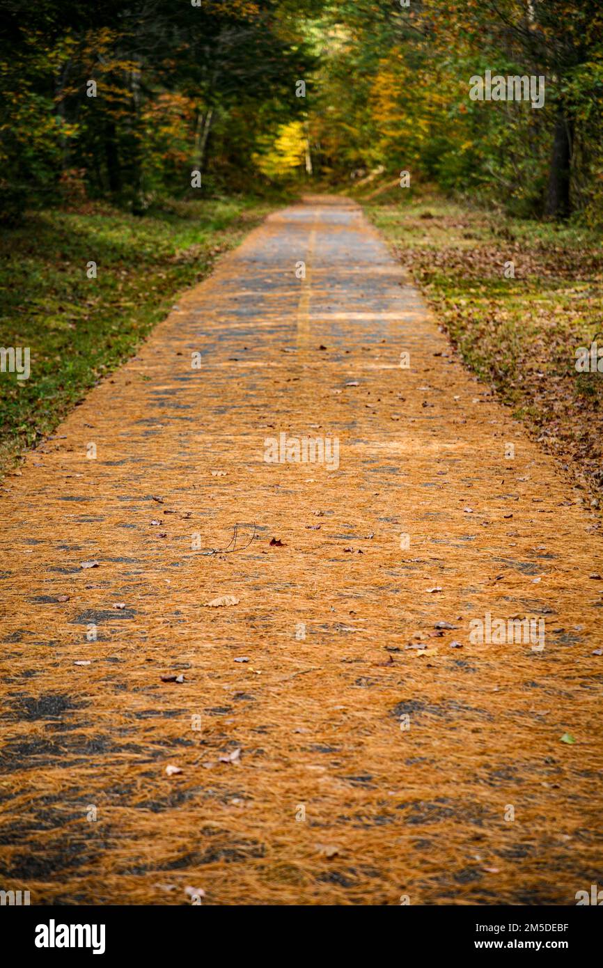 A vertical shot of a pathway for jogging and cycling in a forest in ...