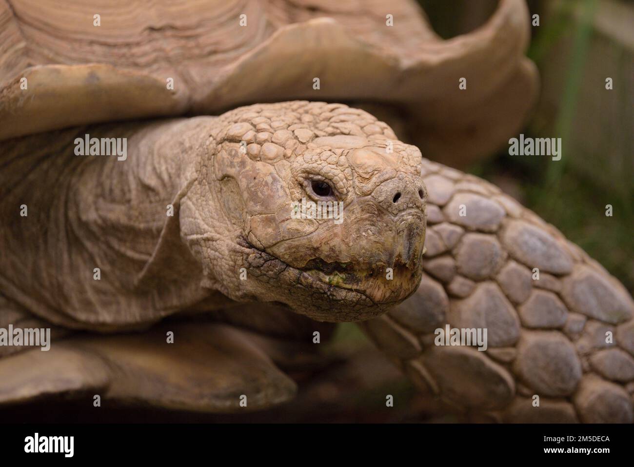 A closeup shot of details on an old brown tortoise Stock Photo - Alamy