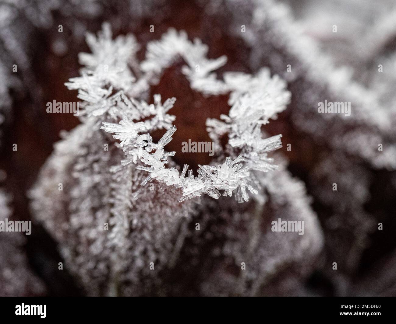 Ice crystals along the edges of the dark red leaves of a radicchio ...