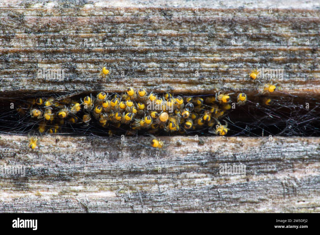 Common Orb Web Spider (Araneus diadematus), spiderlings on fence in ...
