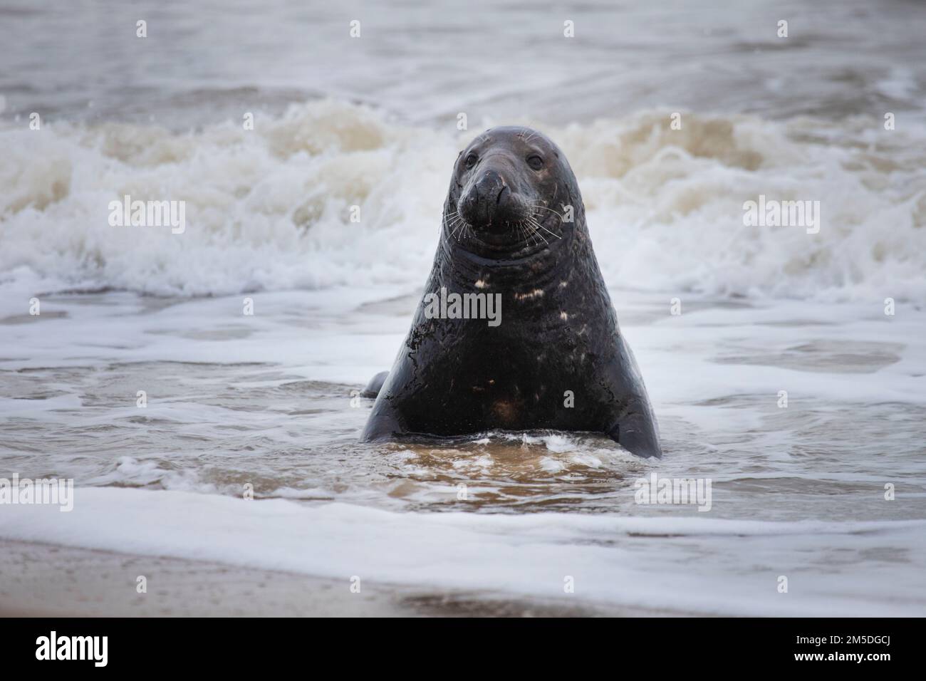 Atlantic Grey seal in the surf at Waxham Beach in Norfolk, UK, December ...