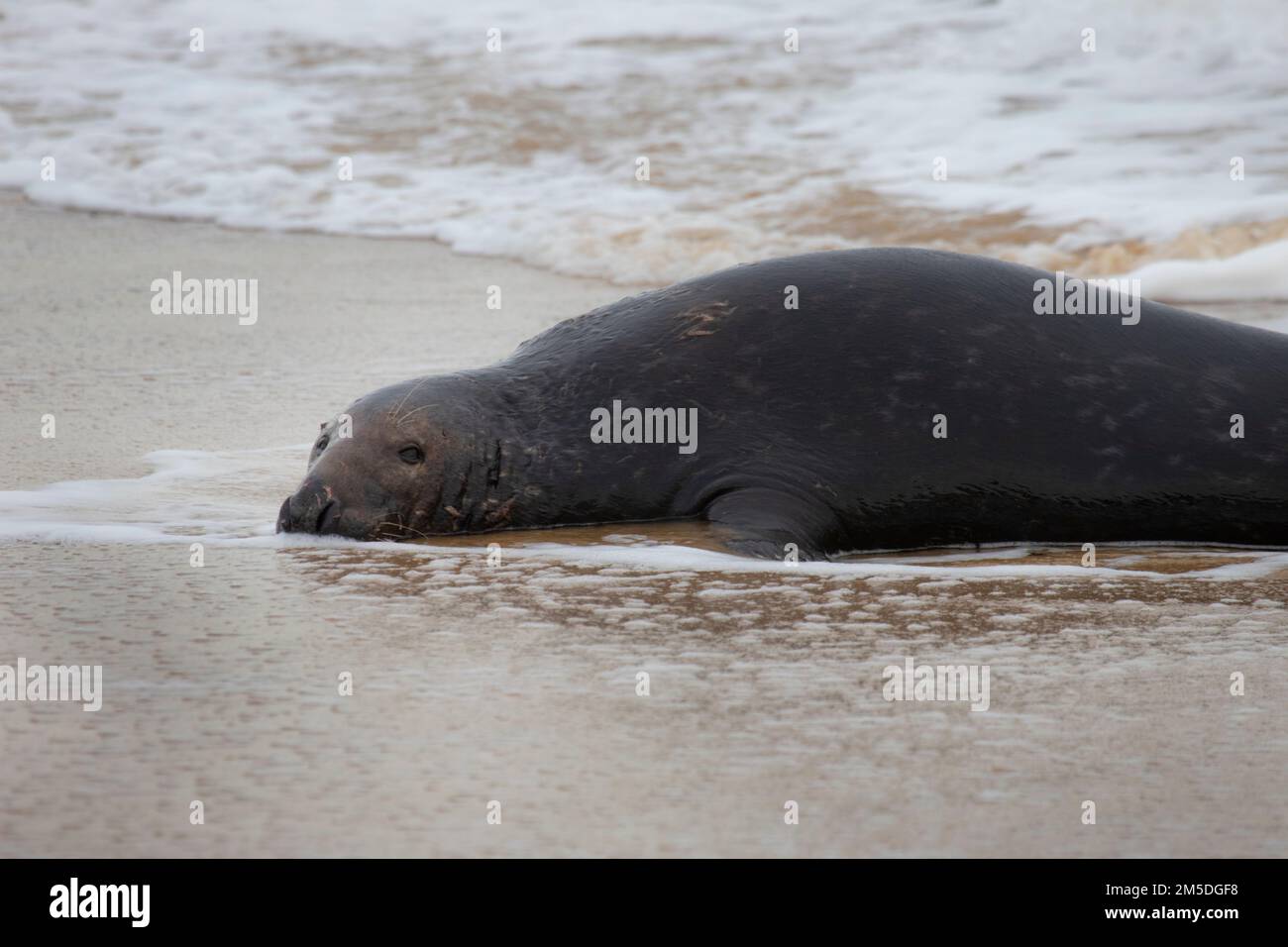 Atlantic Grey seal in the surf at Waxham Beach in Norfolk, UK, December ...