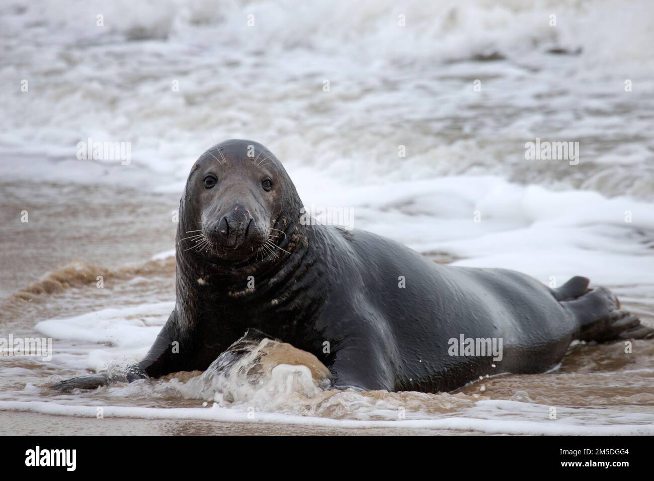 Atlantic Grey seal in the surf at Waxham Beach in Norfolk, UK, December ...