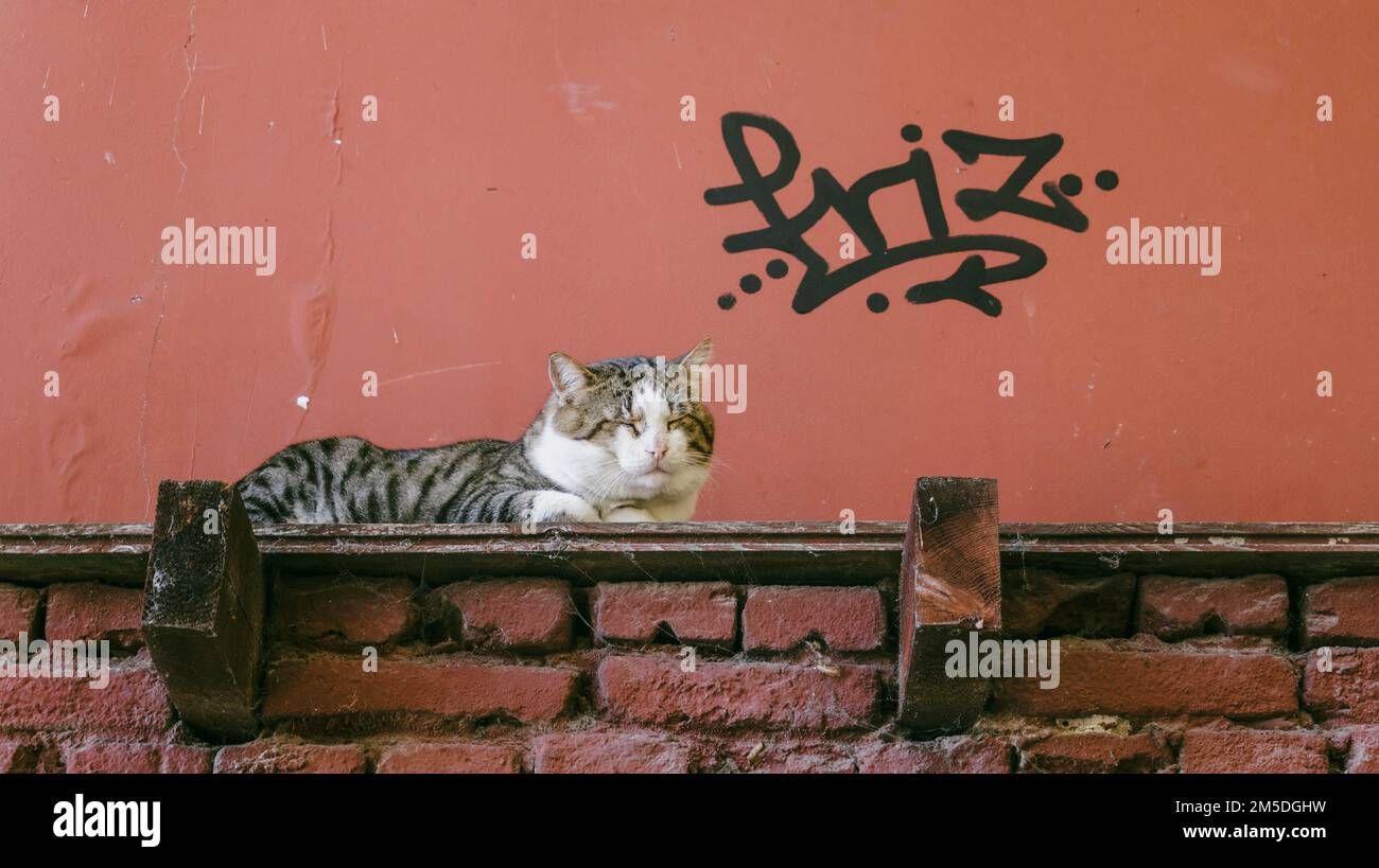 Sleeping cat on a brick wall, graffiti pattern on the wall Stock Photo ...