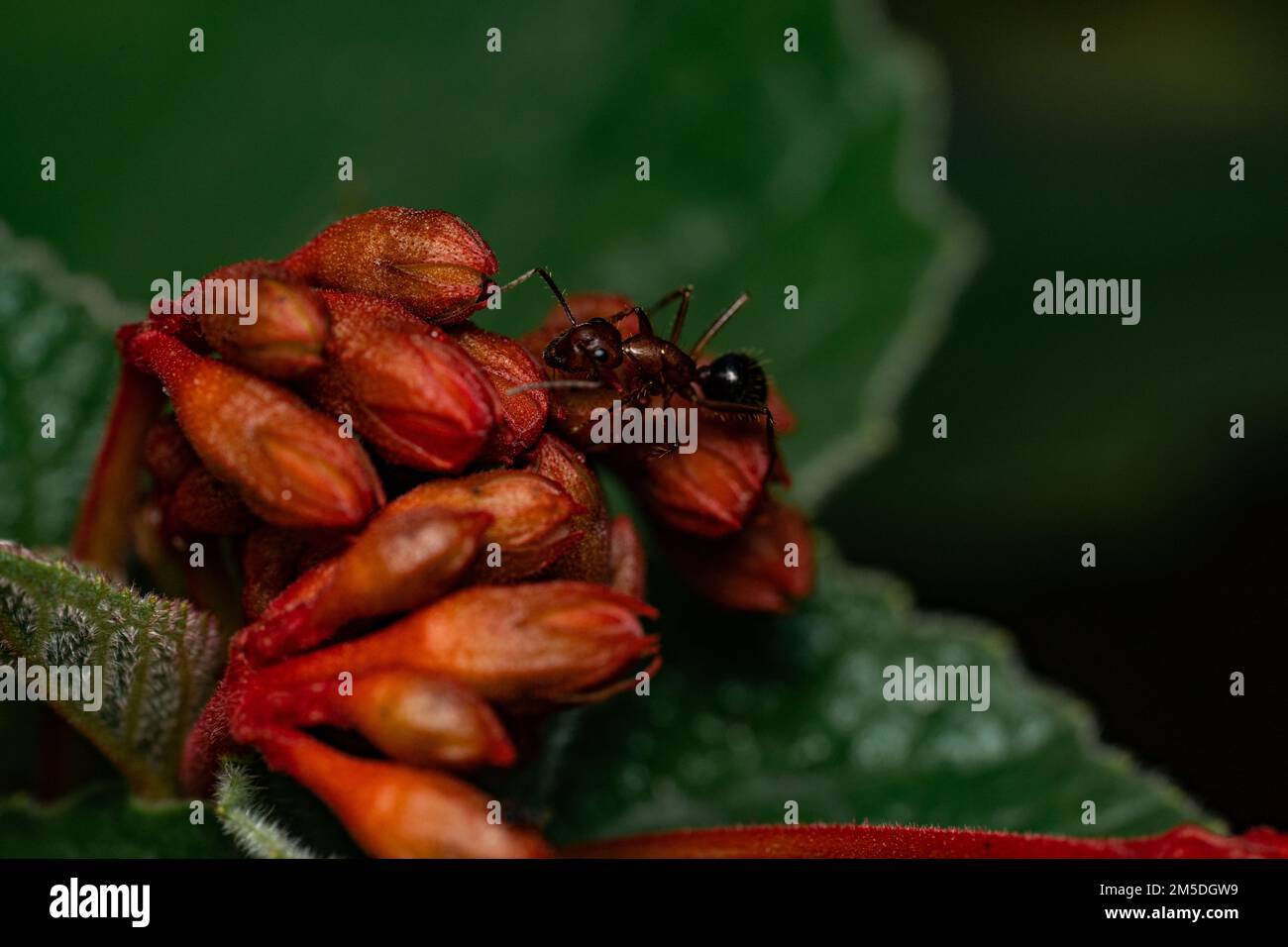 A closeup shot of an ant walking on closed flower buds in a garden ...