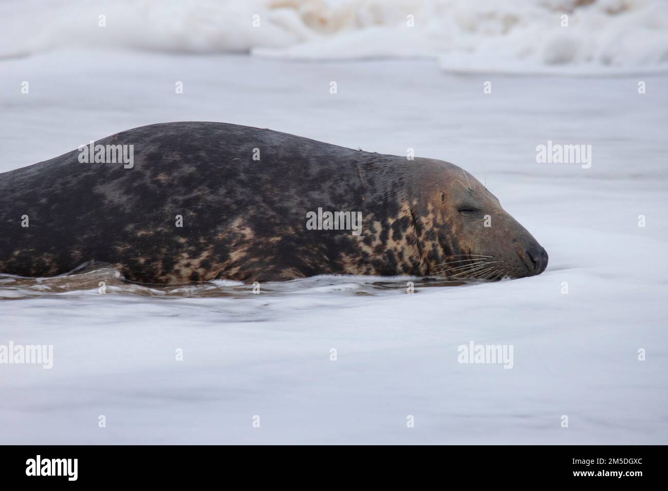 Atlantic Grey seal in the surf at Waxham Beach in Norfolk, UK, December ...