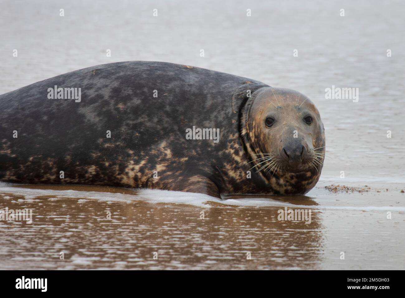 Atlantic Grey seal in the surf at Waxham Beach in Norfolk, UK, December ...