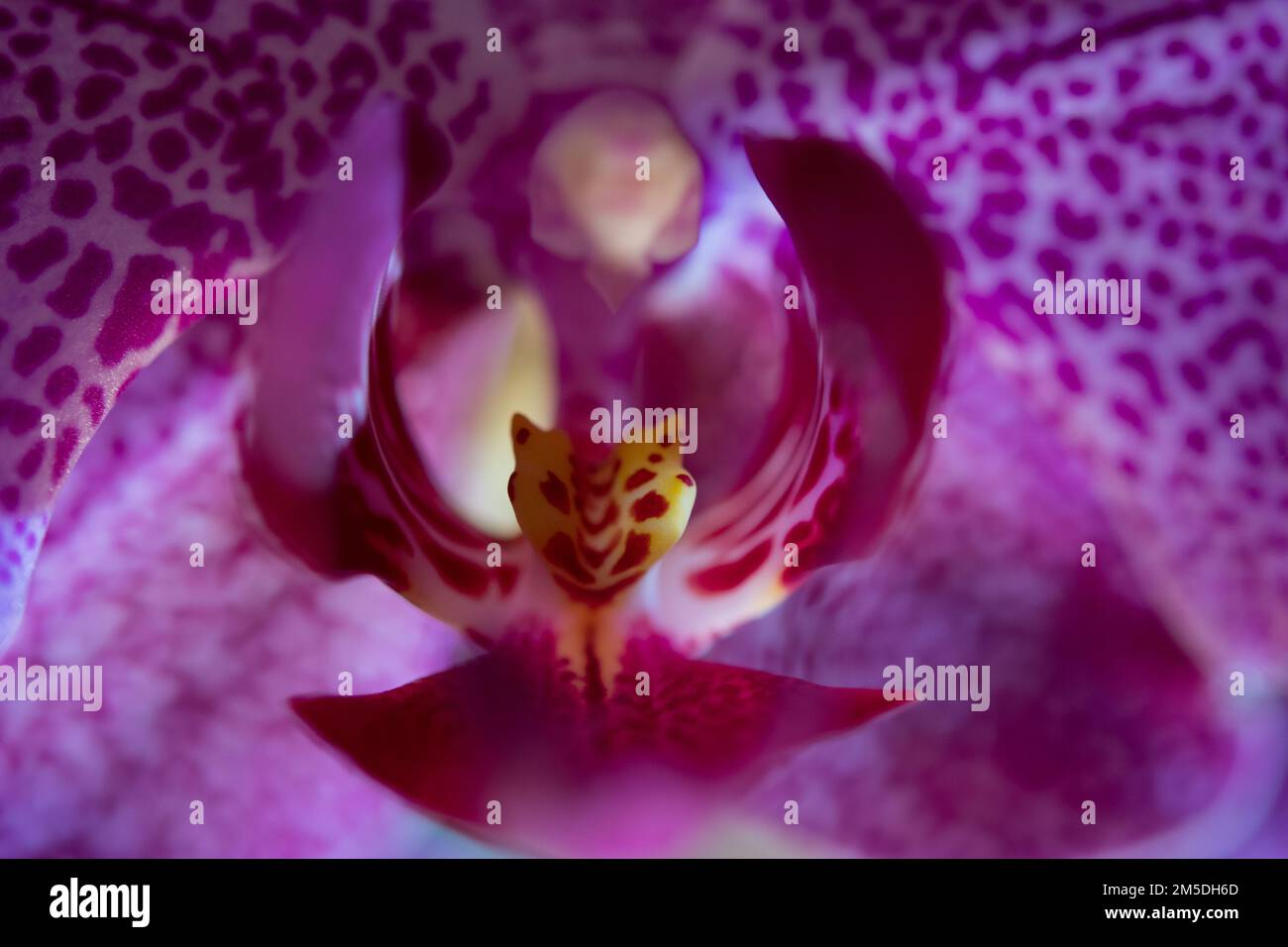 Close-up look at the center of an Orchid flower Stock Photo - Alamy